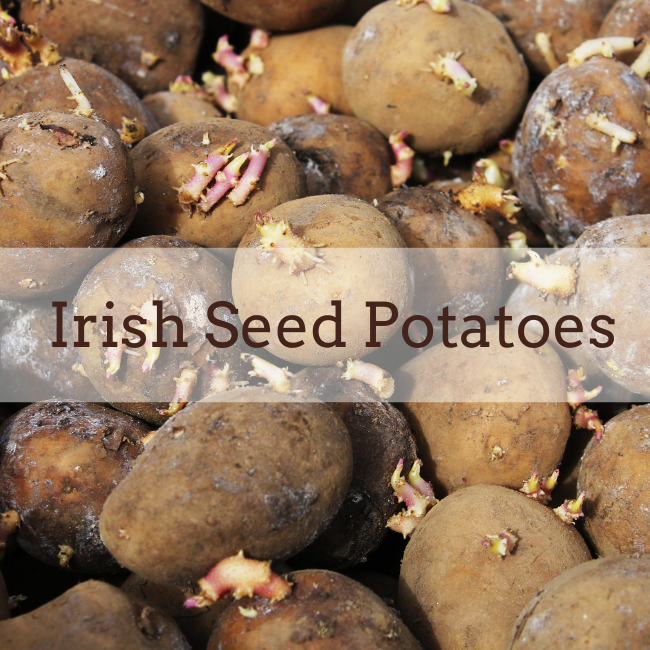 Seed Potatoes For Spring Planting | Earlies & Maincrop | Seeds Ireland Seed Potatoes For Spring Planting | Earlies & Maincrop | Seeds Ireland
