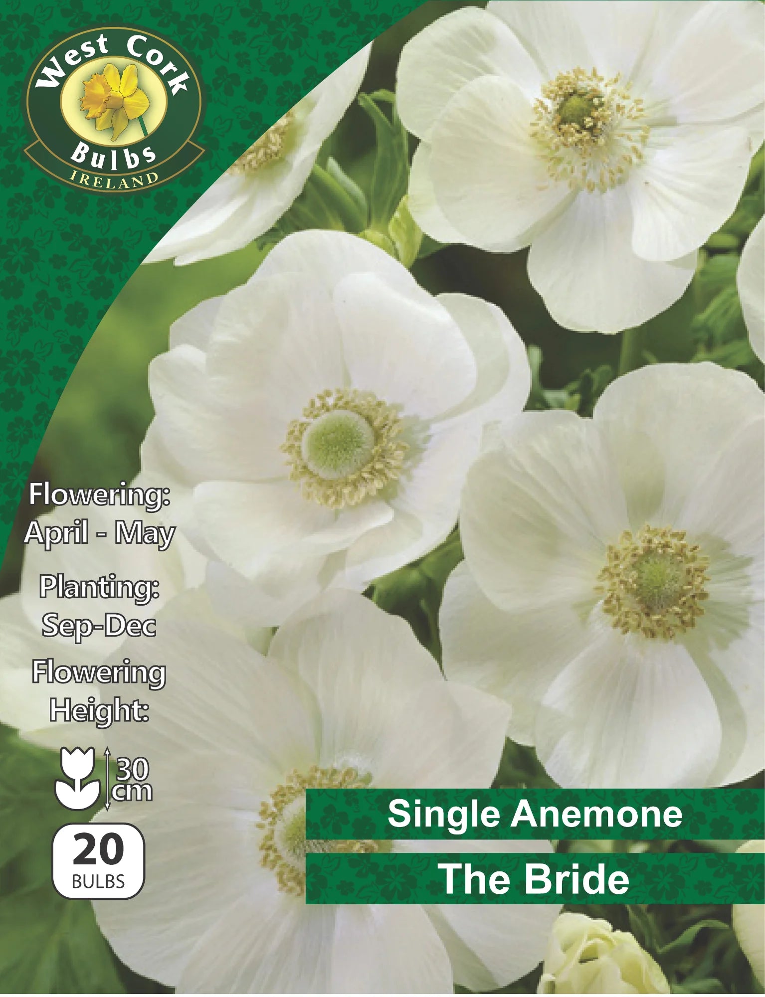 The Bride Anemone Flower Bulbs Ireland | Windflower Anemone coronaria – Seeds Ireland