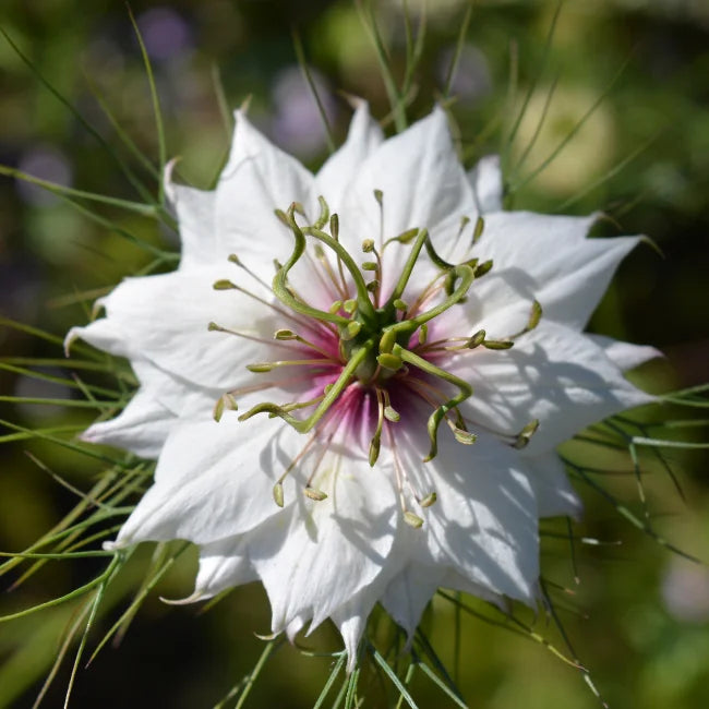 Nigella flower store