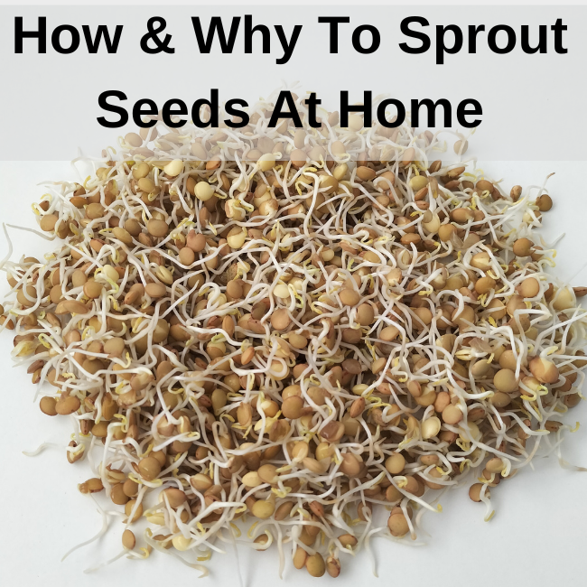 How and Why To Start Sprouting Seeds At Home | Seeds Ireland