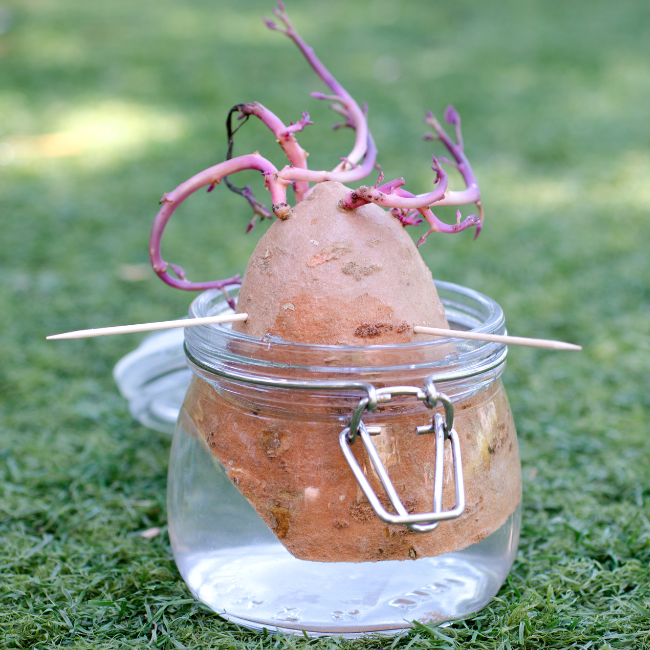 A Growing Potato In A Jar How To Grow Potatoes Indoors (with Pictures)