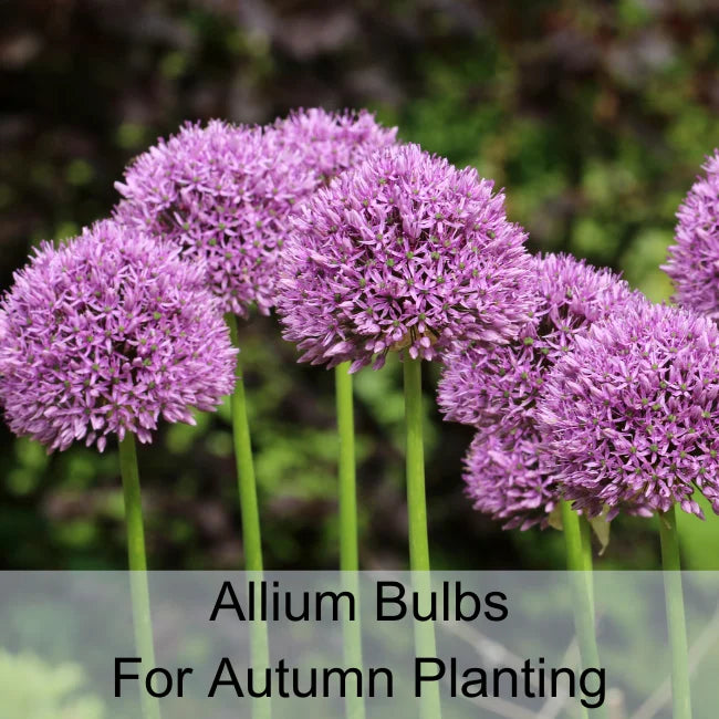 Allium Bulbs For Autumn Planting | Striking Spring & Summer Blooms ...