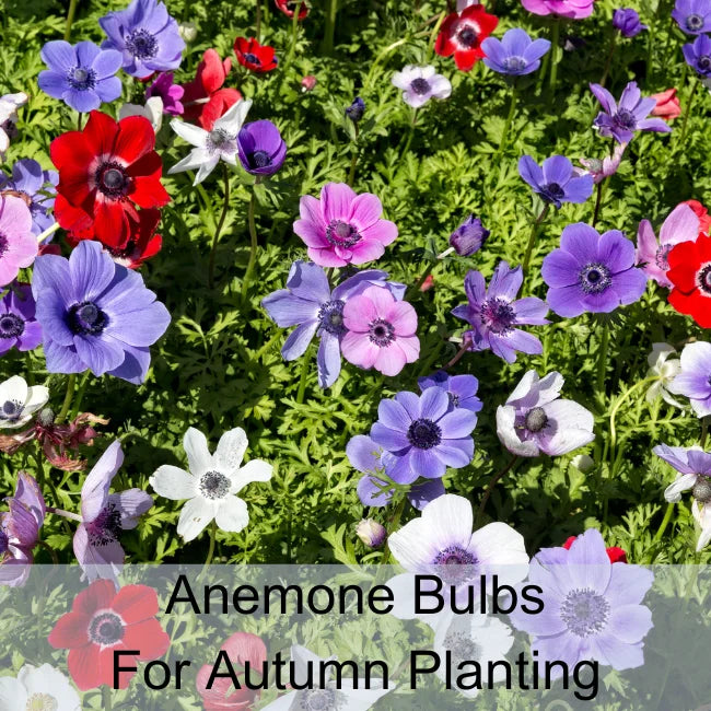 Anenome Bulbs For Autumn Planting In Ireland | Spring Flowering – Seeds ...