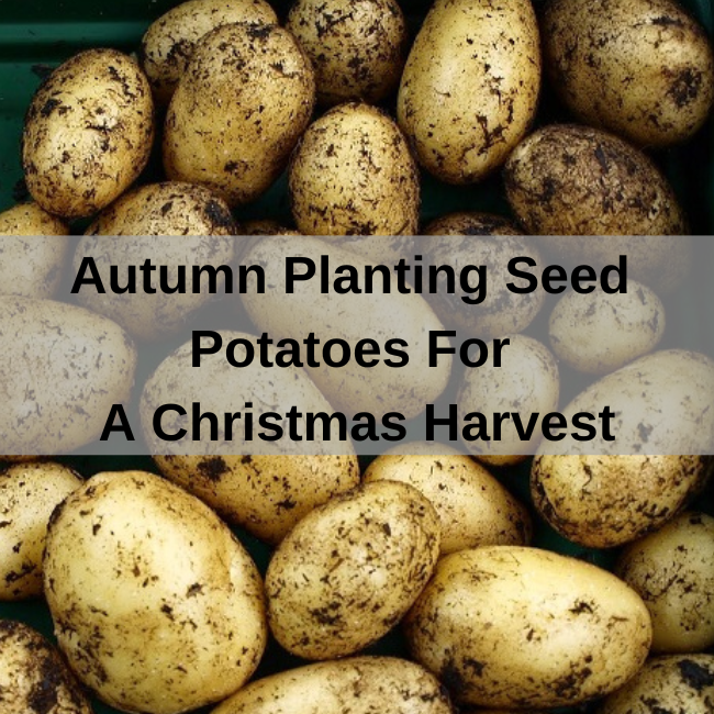 Autumn Planting Seed Potatoes | Christmas Harvesting | Xmas Potatoes ...