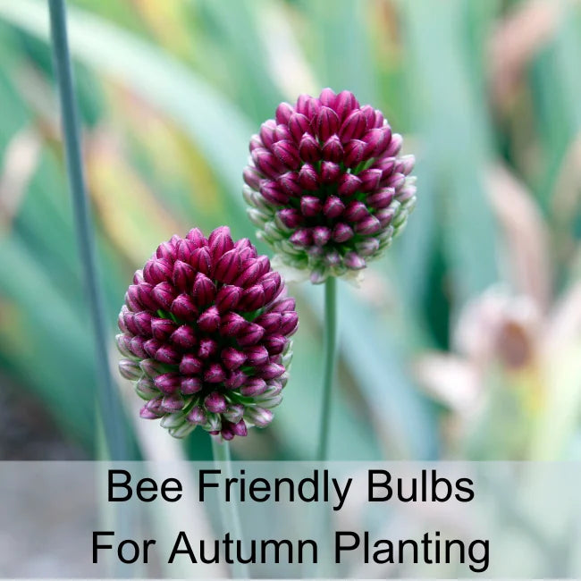Bee Friendly Spring Flowering Bulbs | Flowers Loved by Pollinators ...