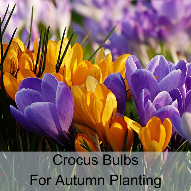 Crocus Bulbs For Autumn Planting | Early Spring Colour for Irish ...