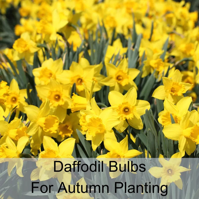 Daffodil Bulbs For Autumn Planting | Spring Flowering In Ireland ...