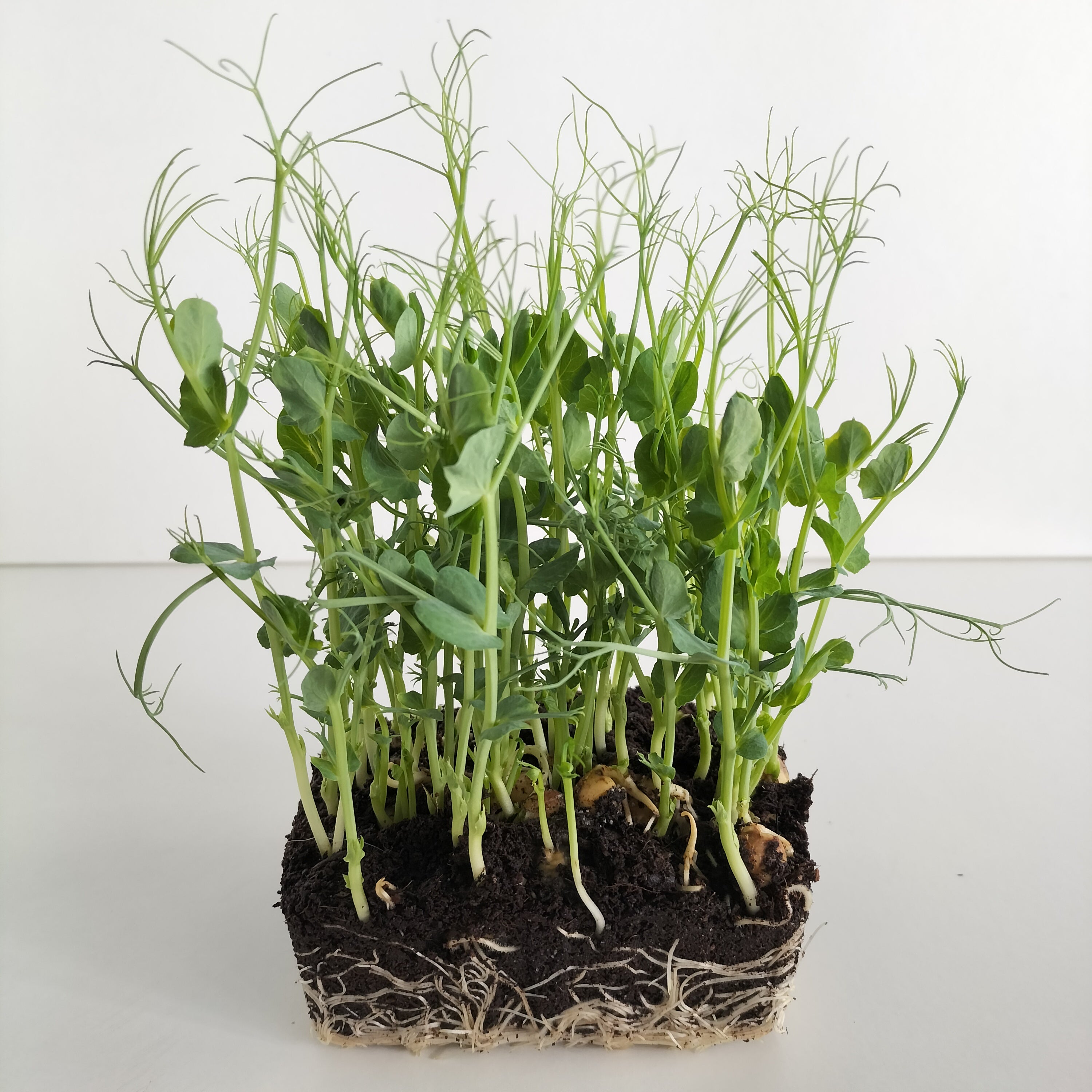 Pea Microgreen Seeds | Green Pea | Speckled Pea | Affila Pea | Ireland ...