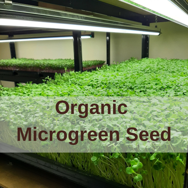 Organic Microgreen Seeds | Seeds Ireland | Bulk Quantities