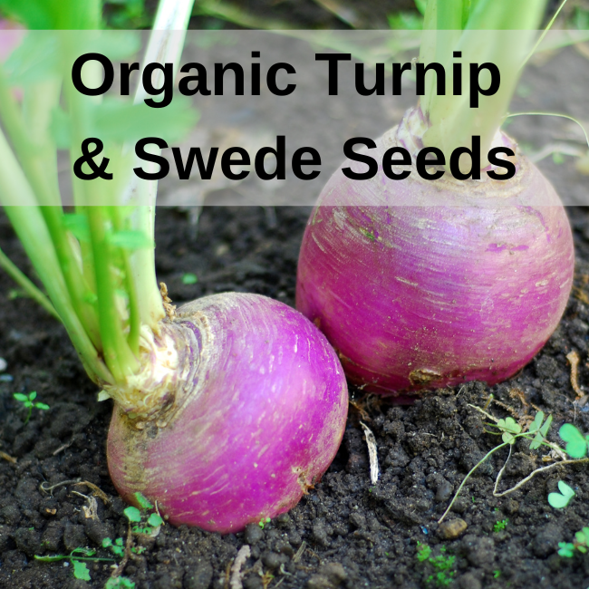 Organic Turnip & Swede Seeds | Seeds Ireland | Bulk Quantities