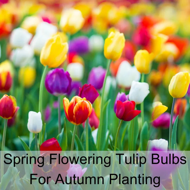 Tulip Bulbs for Sale in Ireland | Plant for Vibrant Spring Colour ...