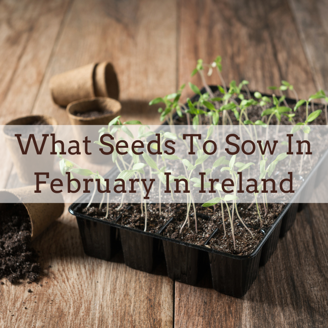 What Seeds To Sow In February In Ireland | Best Early Spring Seeds ...