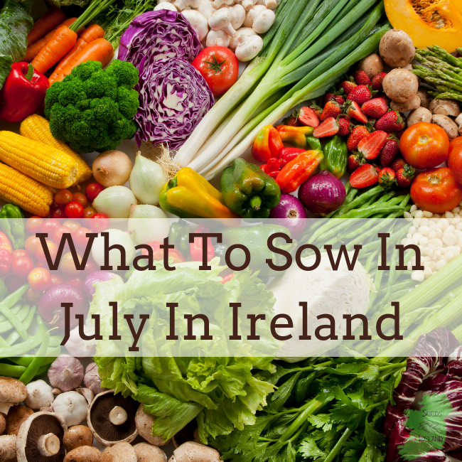 Seed To Sow In July In Ireland | Organic Vegetable and Flower Seed ...