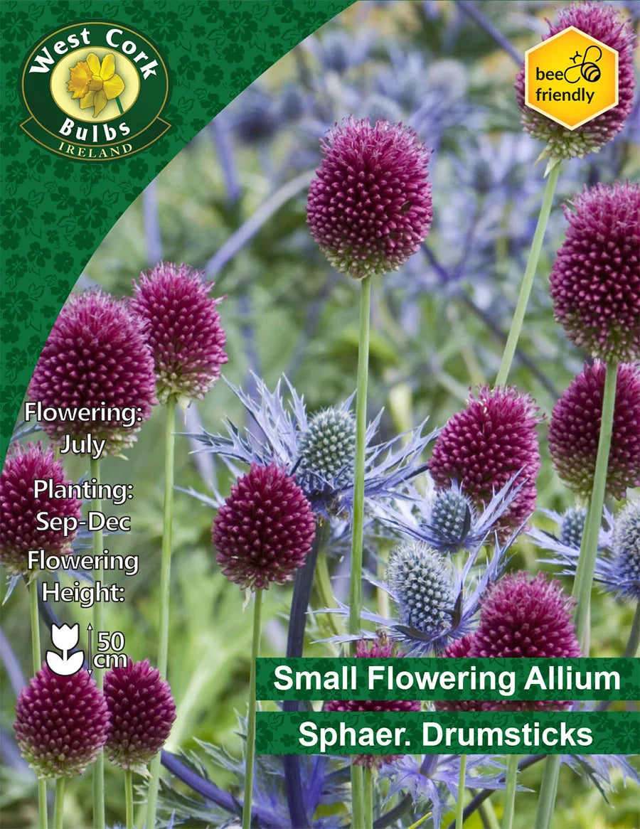 Allium Sphaerocephalon Bulbs Ireland | Drumstick Allium | Bee Friendly ...