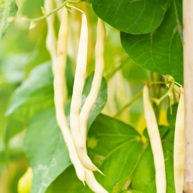 Organic Yellow Bush Bean Seeds Ireland | Coco Bianco Vegetable Seeds