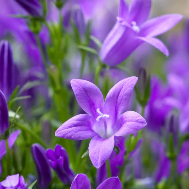 Organic Bellflower Seeds Ireland | Campanula latifolia | Flower Garden