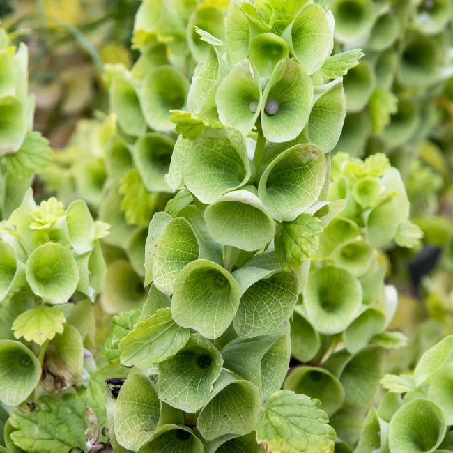 Organic Bells of Ireland Seeds Ireland | Moluccella laevis | Flower