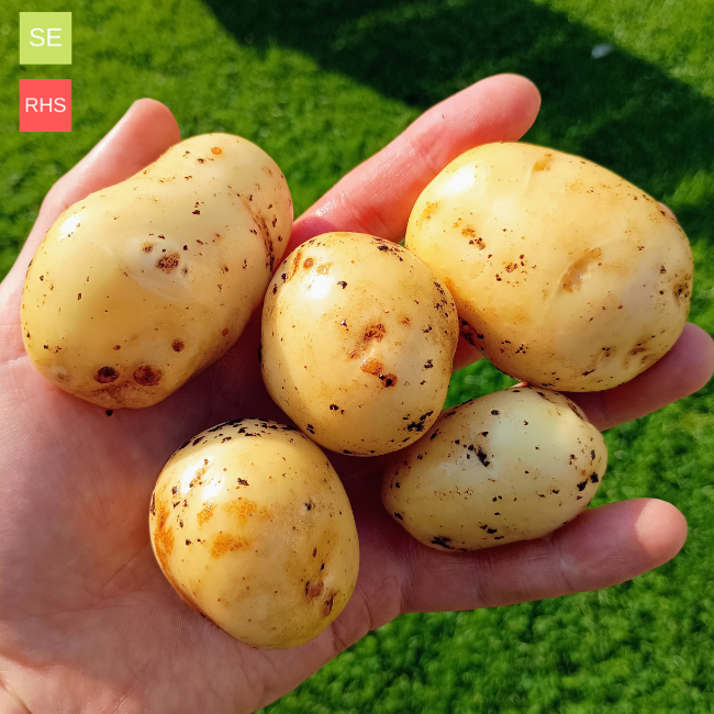 British Queen Seed Potatoes | Second Early | Seeds Ireland