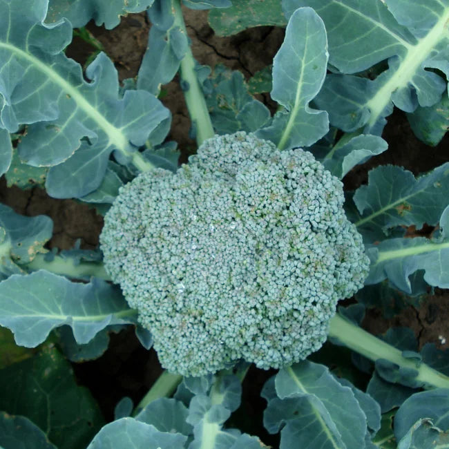Green Calabrese Broccoli Seeds Ireland | Organic Vegetable Garden Seed