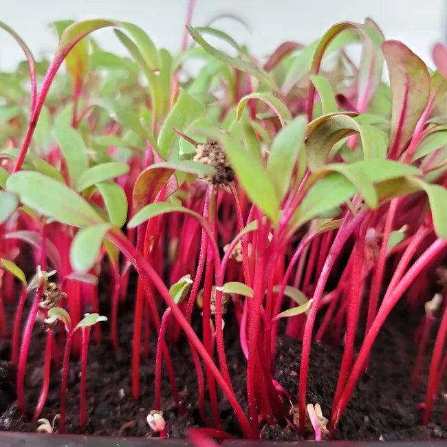 Organic Bulls Blood Beet Microgreen Seeds Ireland | Beetroot