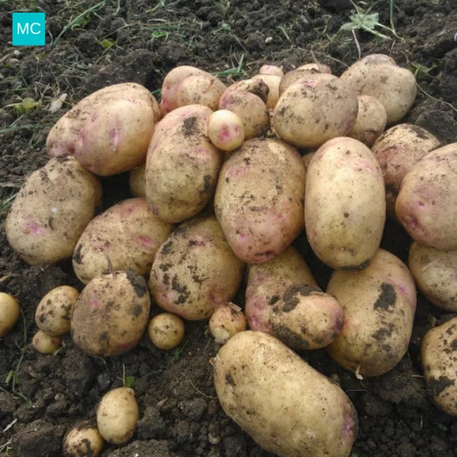 Cara Seed Potatoes | Main Crop Potatoes | Seeds Ireland