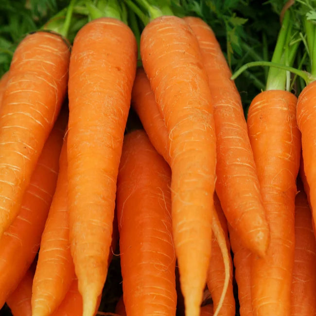 Amsterdam Carrot Seeds Ireland | Organic Vegetable Garden Seed