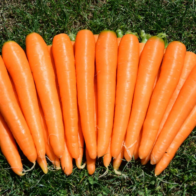 Nantes 2 Carrot Seeds Ireland | Organic Vegetable Garden Seed