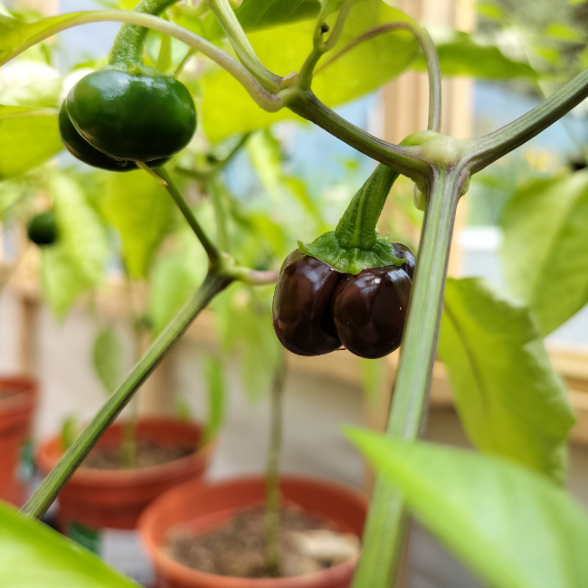 Mini Chocolate Pepper Seeds Ireland | Organic Vegetable Seed