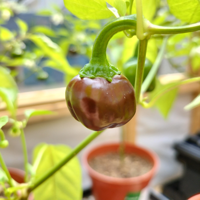 Mini Chocolate Pepper Seeds Ireland | Organic Vegetable Seed