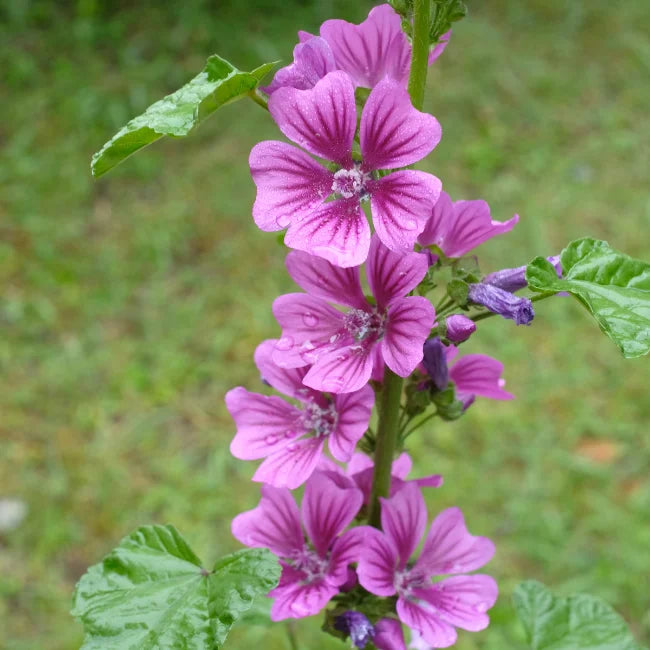 Common Mallow Seeds Ireland | Organic Malva sylvestris Garden Seed