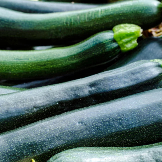 Black Beauty Courgette Seeds Ireland | Organic Vegetable Garden Seed