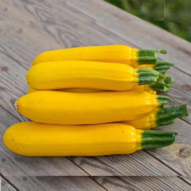 Solara Yellow Courgette Seeds Ireland | Organic Vegetable Garden Seed