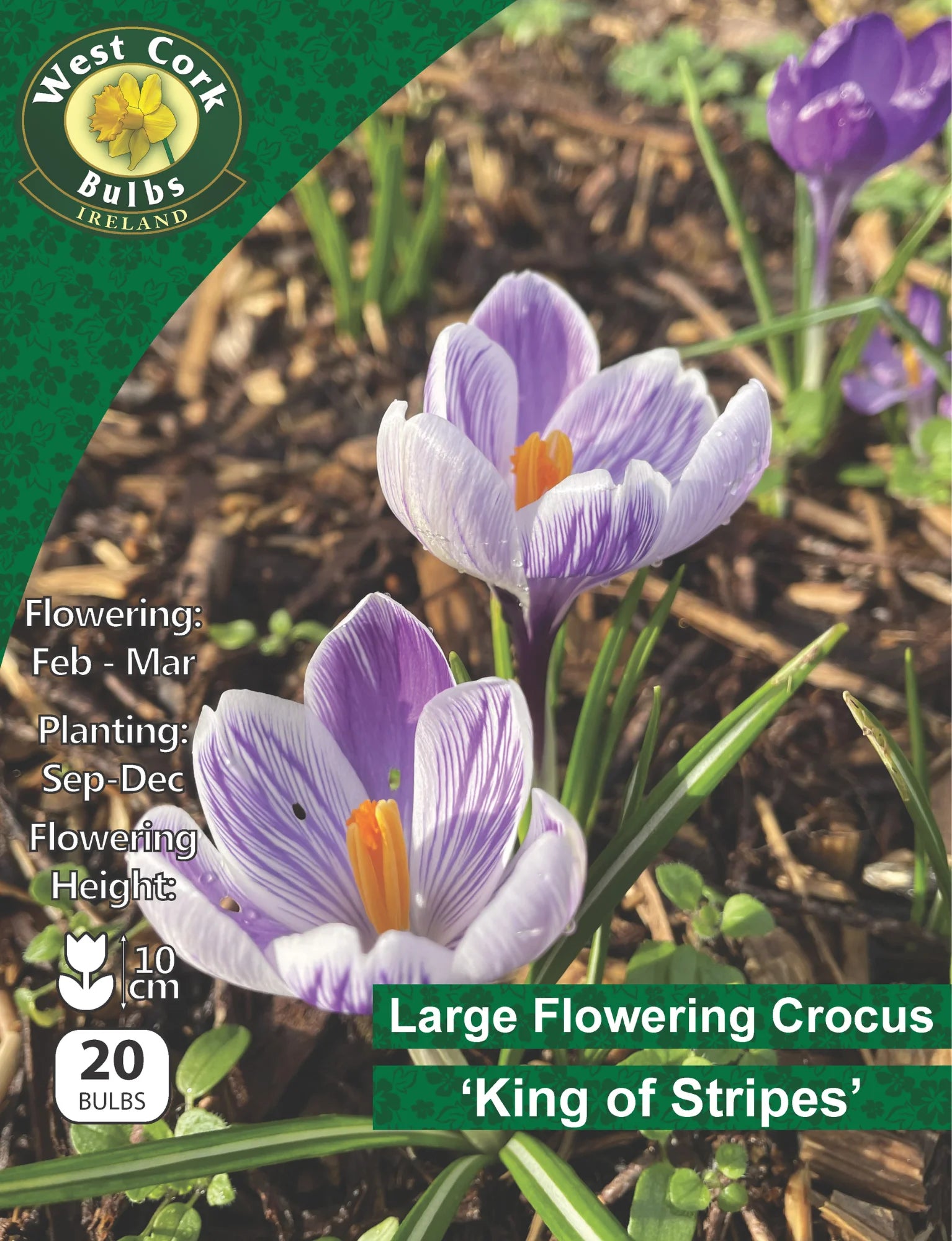 King Of The Striped Crocus Bulbs Ireland | Large Flowering crocus ...