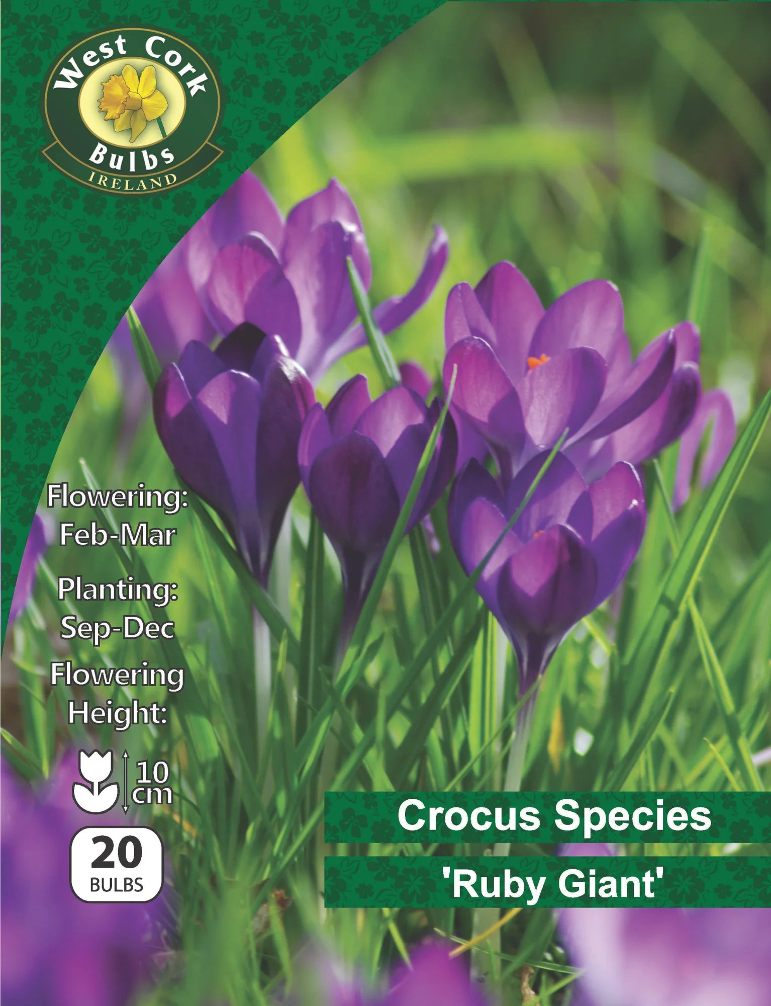 Ruby Giant Crocus Bulbs Ireland | Purple Flowering | Autumn Planting ...