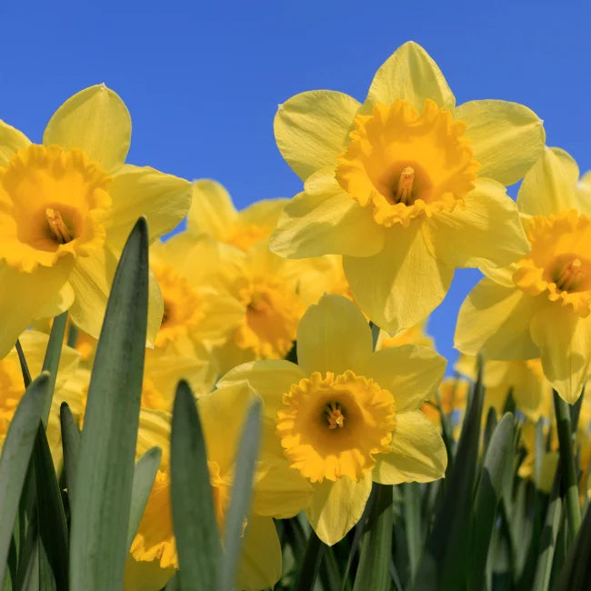 Carlton Daffodil Bulbs Ireland | Yellow Narcissus Flower Bulbs – Seeds ...