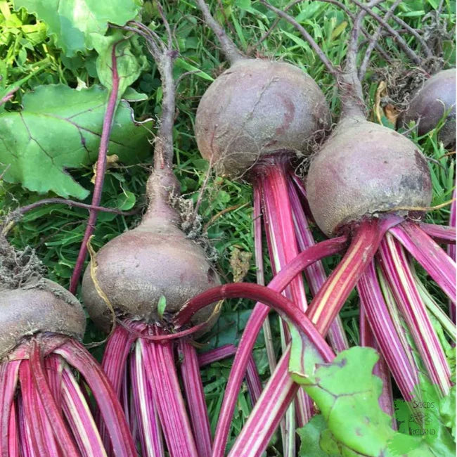 Organic Egyptian Beetroot Seeds Ireland | Red Beet Vegetable Seed