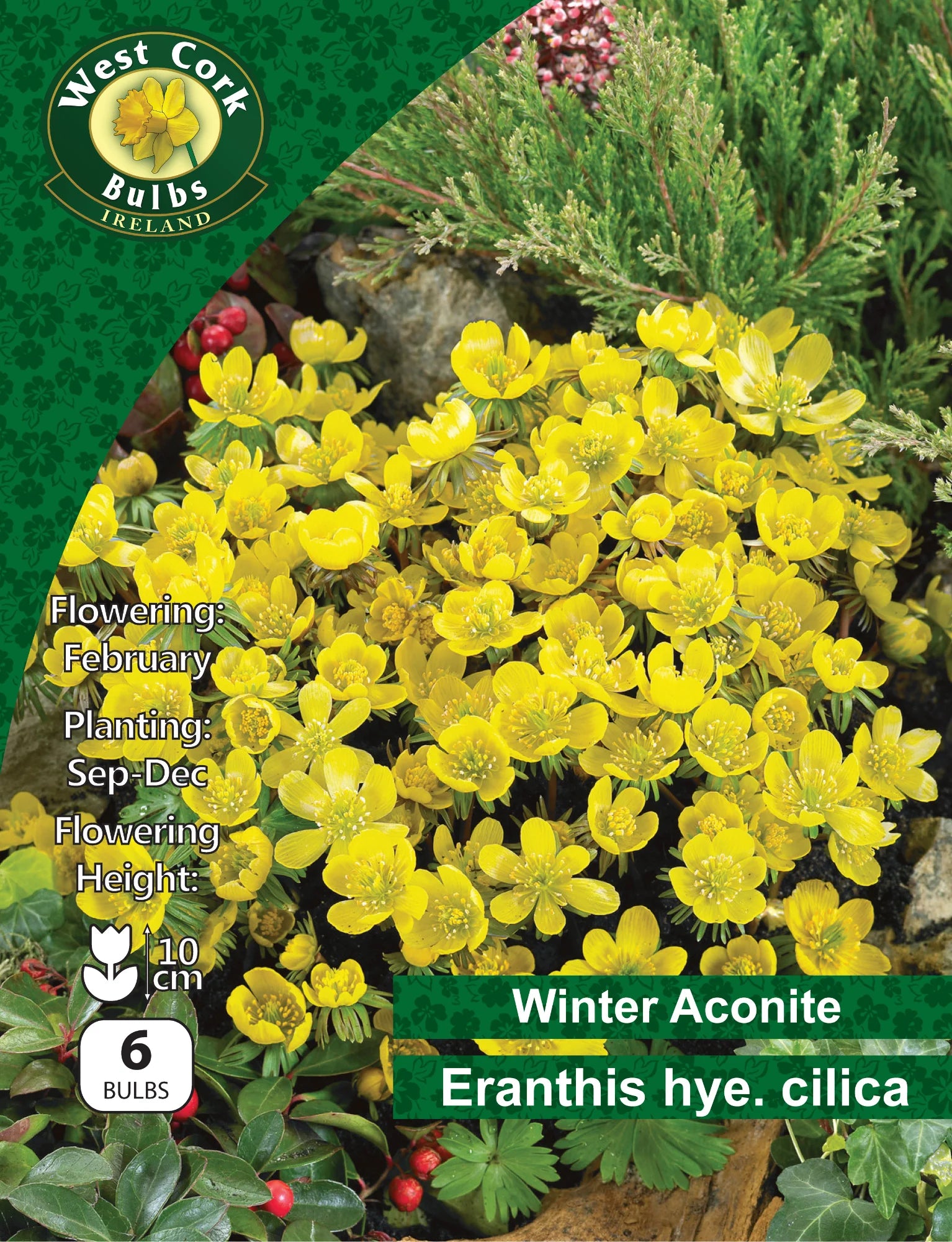 Eranthis hyemalis Bulbs Ireland | Winter Aconite | Winter Flowering ...