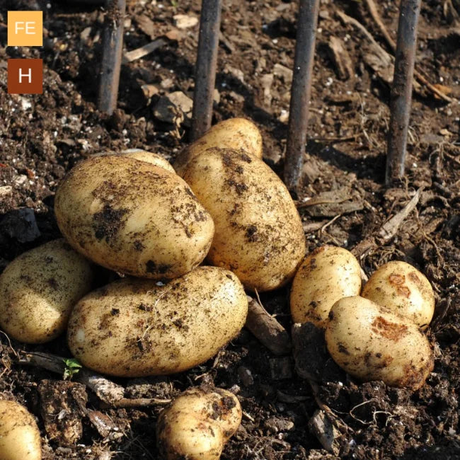 Home Guard Seed Potatoes | First Early | Seeds Ireland