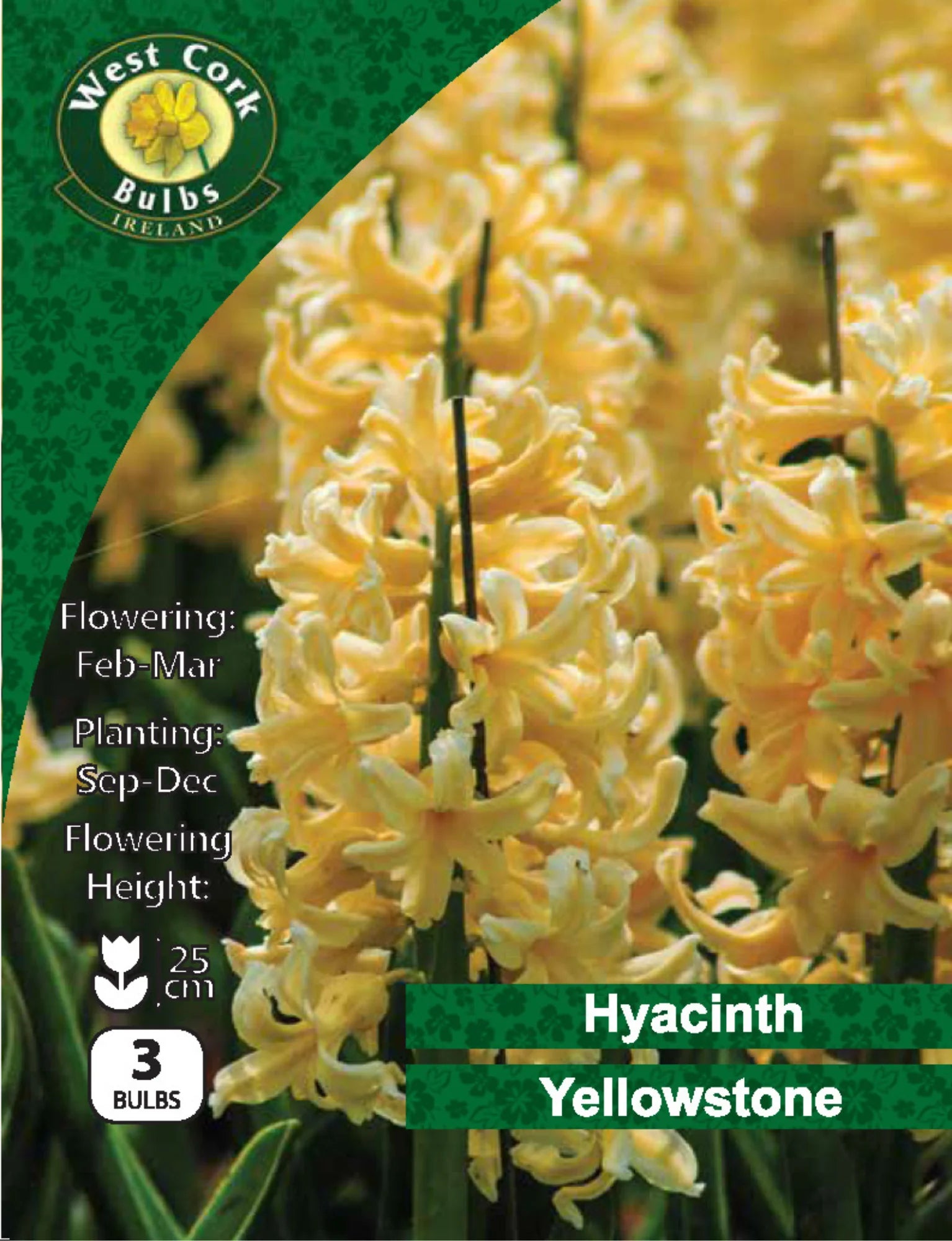 Yellowstone Hyacinth Bulbs Ireland | Yellow Spring Flowering Hyacinth ...