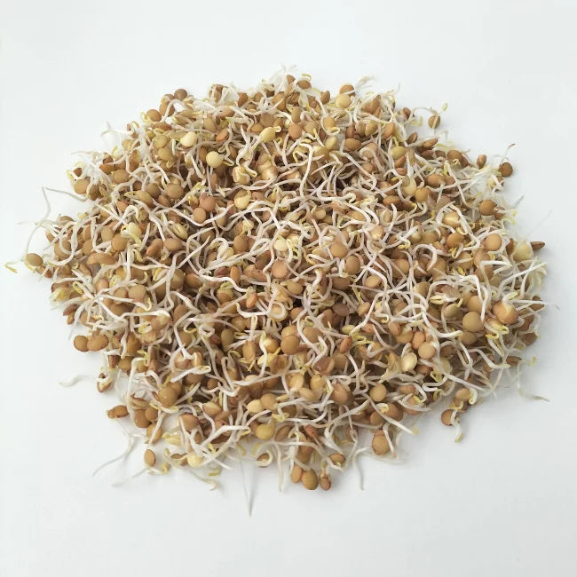 Green Lentil Sprouting Seeds | Organic | Seeds Ireland