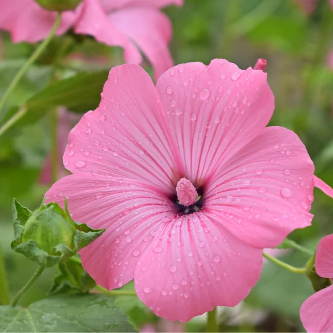 Annual Mallow Seeds Ireland | Organic Lavatera trimestris Flower Seed