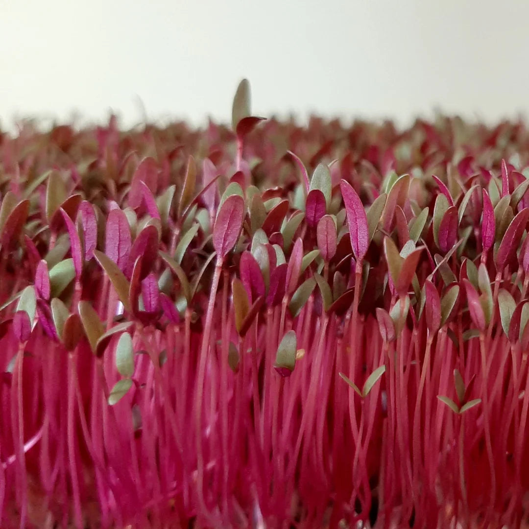 Organic Red Amaranth Microgreen Seeds Ireland