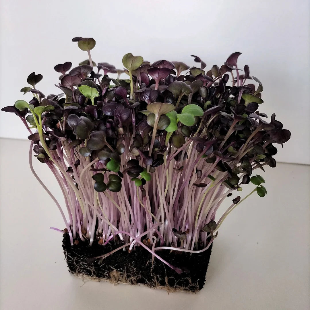Organic Red Rambo Radish Microgreens Seeds Ireland | Vulcano Radish