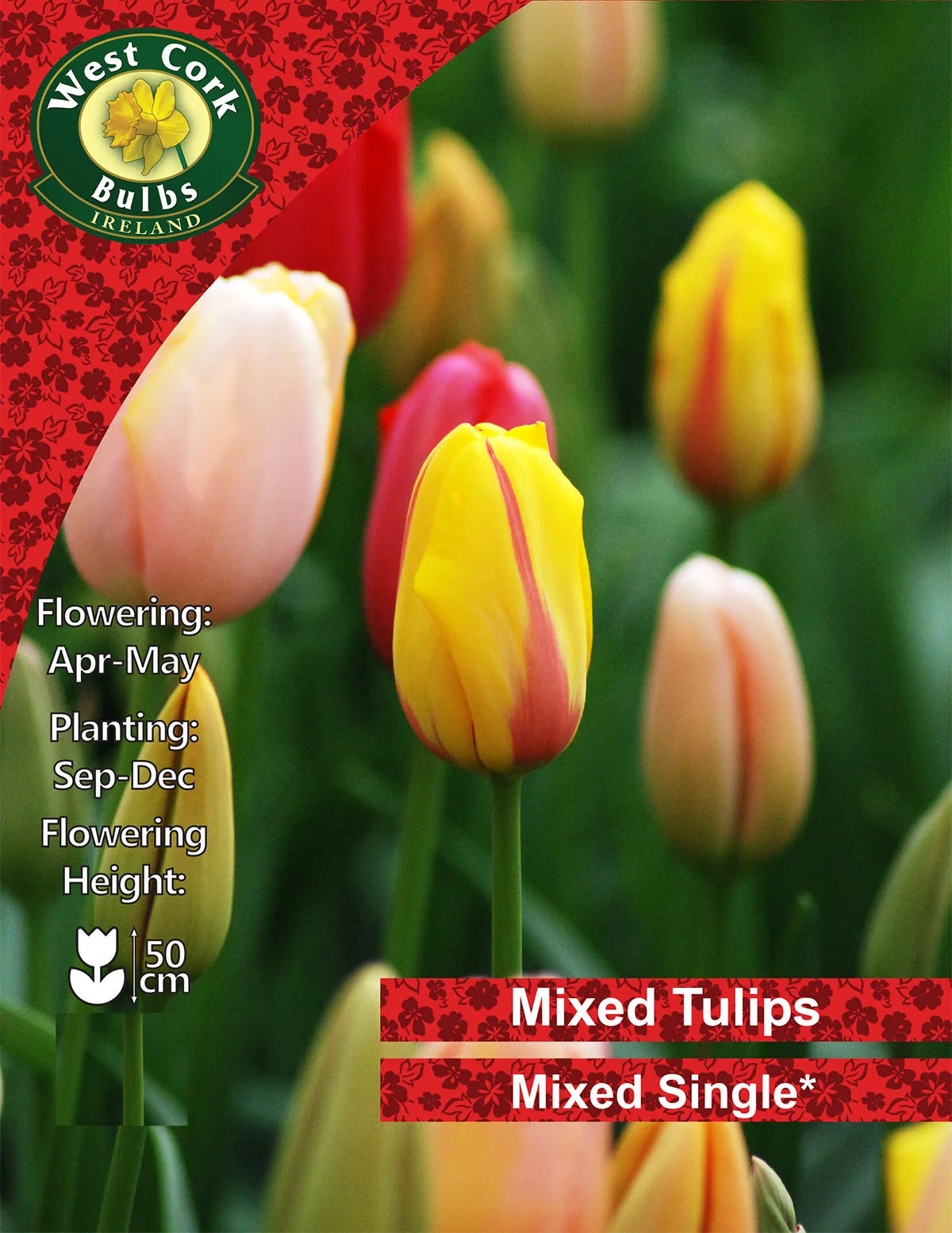 Mixed Tulip Bulbs Ireland | Various Colours and Varieties – Seeds Ireland