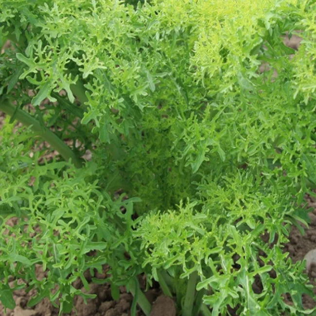 Golden Frills Mustard Seeds Ireland | Organic Vegetable Garden Seed