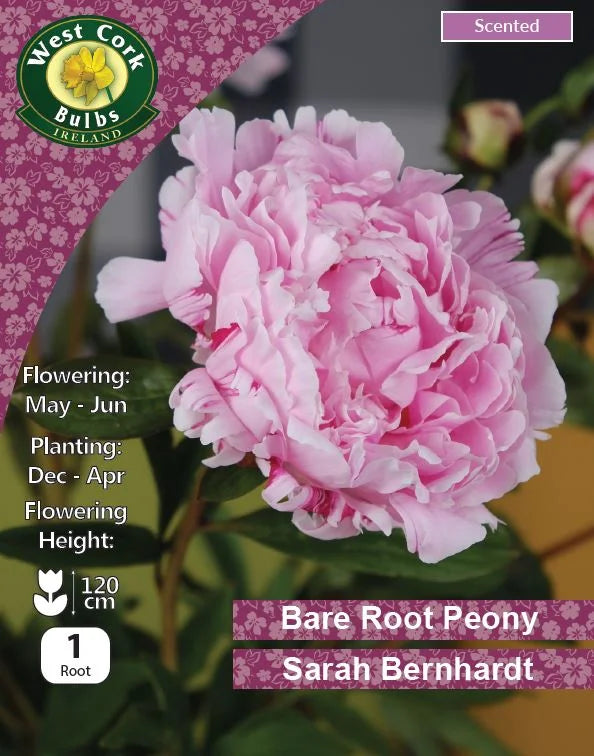 Peony ‘Sarah Bernhardt’ Bare Root Tuber – Pink Fragrant Peony Bulbs ...