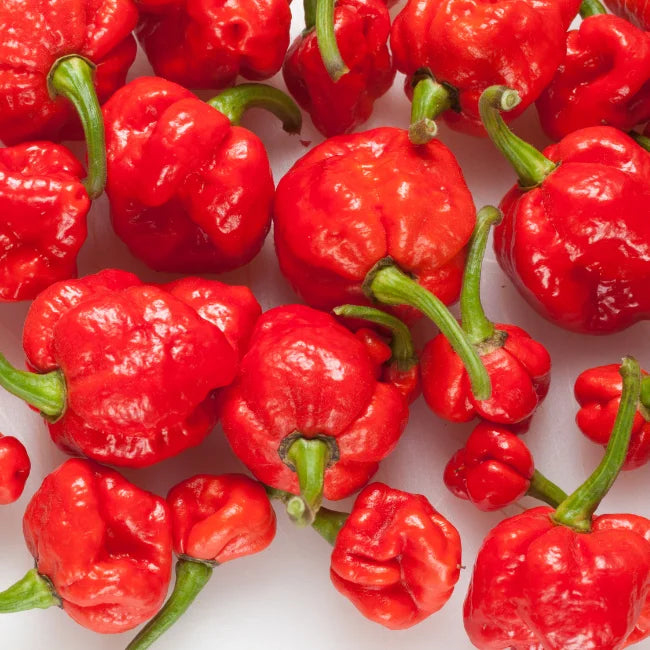 Trinidad Moruga Scorpion Red Pepper Seeds Ireland | Organic Hot Pepper