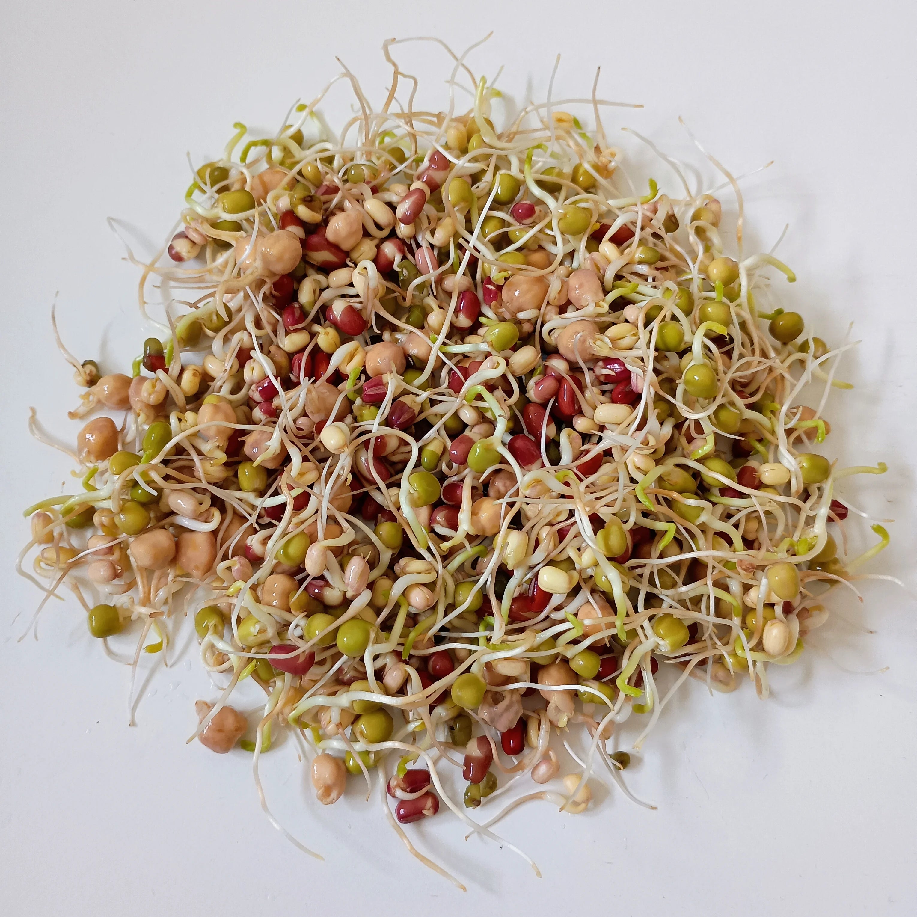 Protein Power Sprouting Seed Mix | Organic Sprouting Seeds Ireland