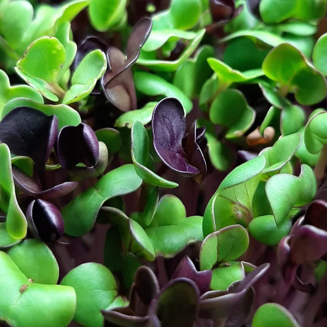 Mixed Radish Microgreen Seed | Organic | Seeds Ireland