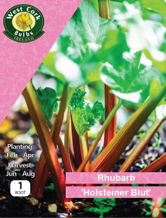 Rhubarb Roots | Crowns | Holsteiner Blut | Seeds Ireland